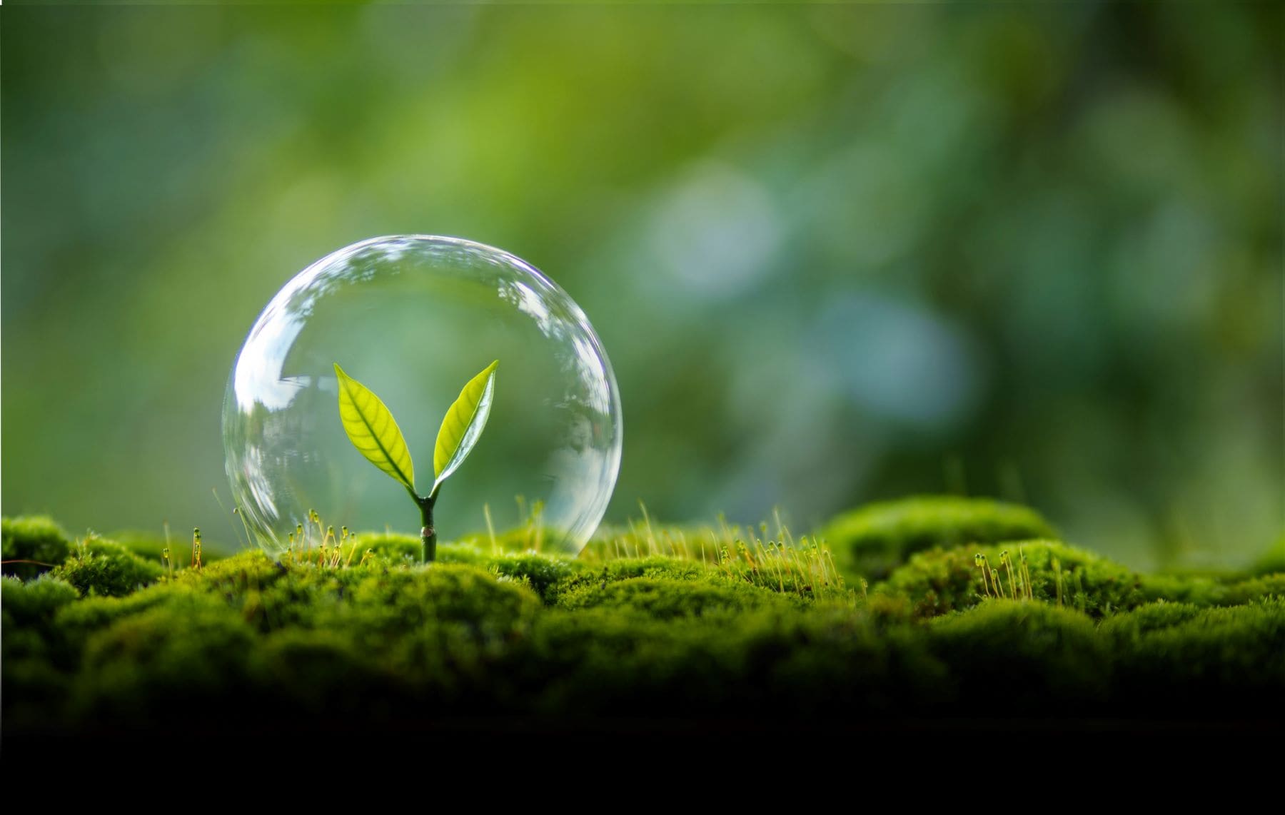 5 de junio – Día Mundial del Ambiente – Radio Contacto